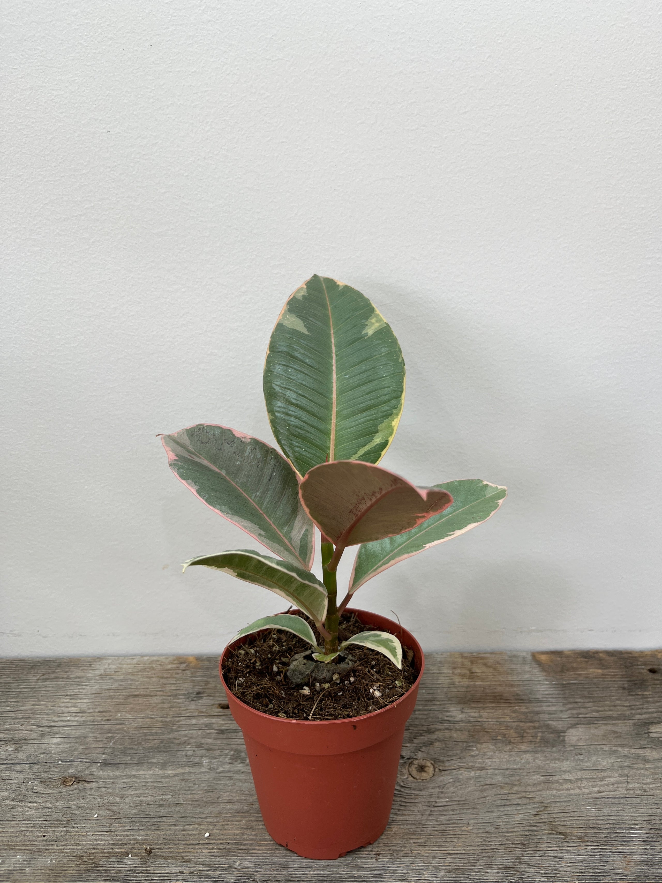 Ficus Elastica Ruby 4” | Lace and Leaves Studio