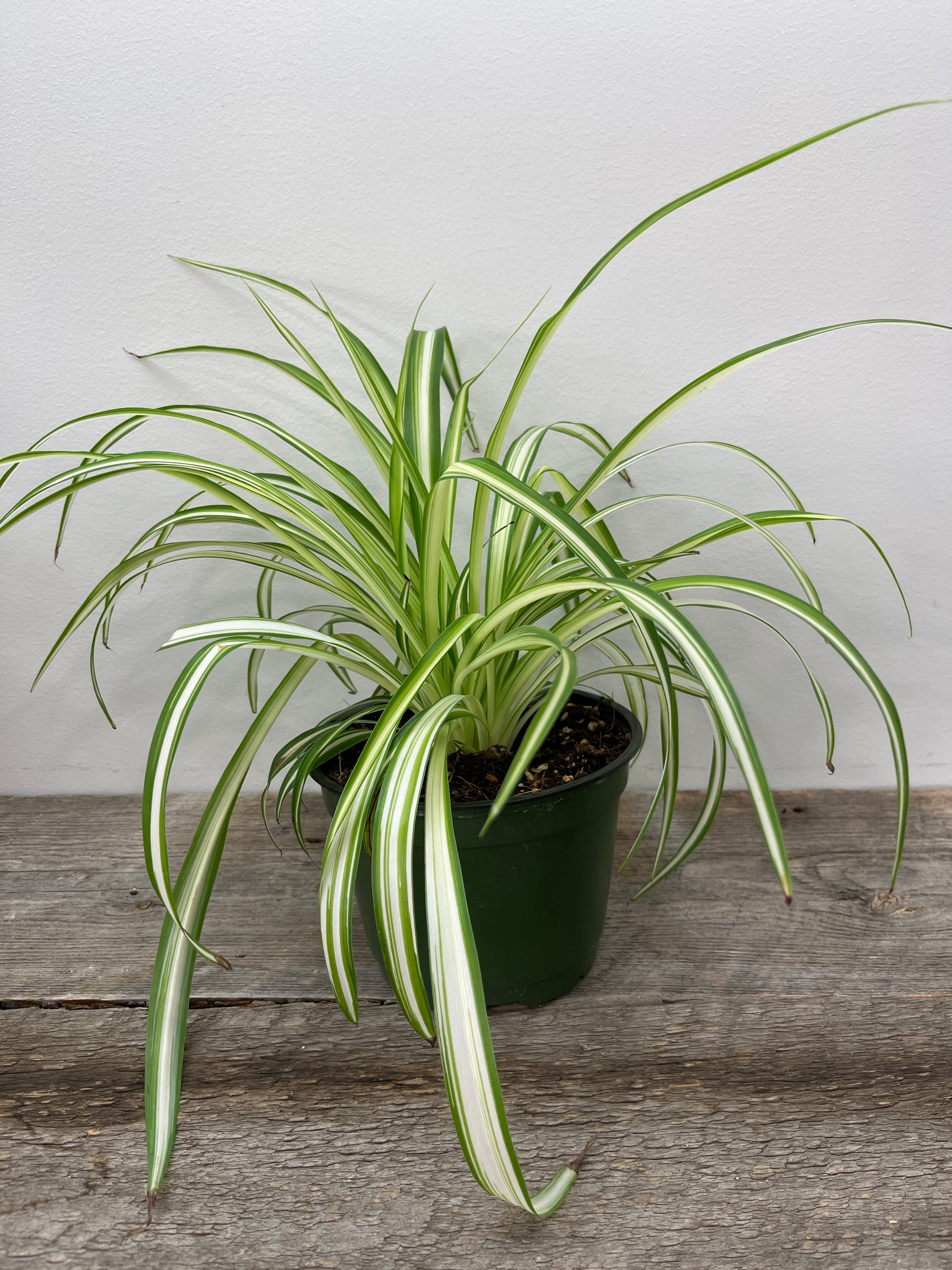Spider Plant Variegated 6” | Lace and Leaves Studio