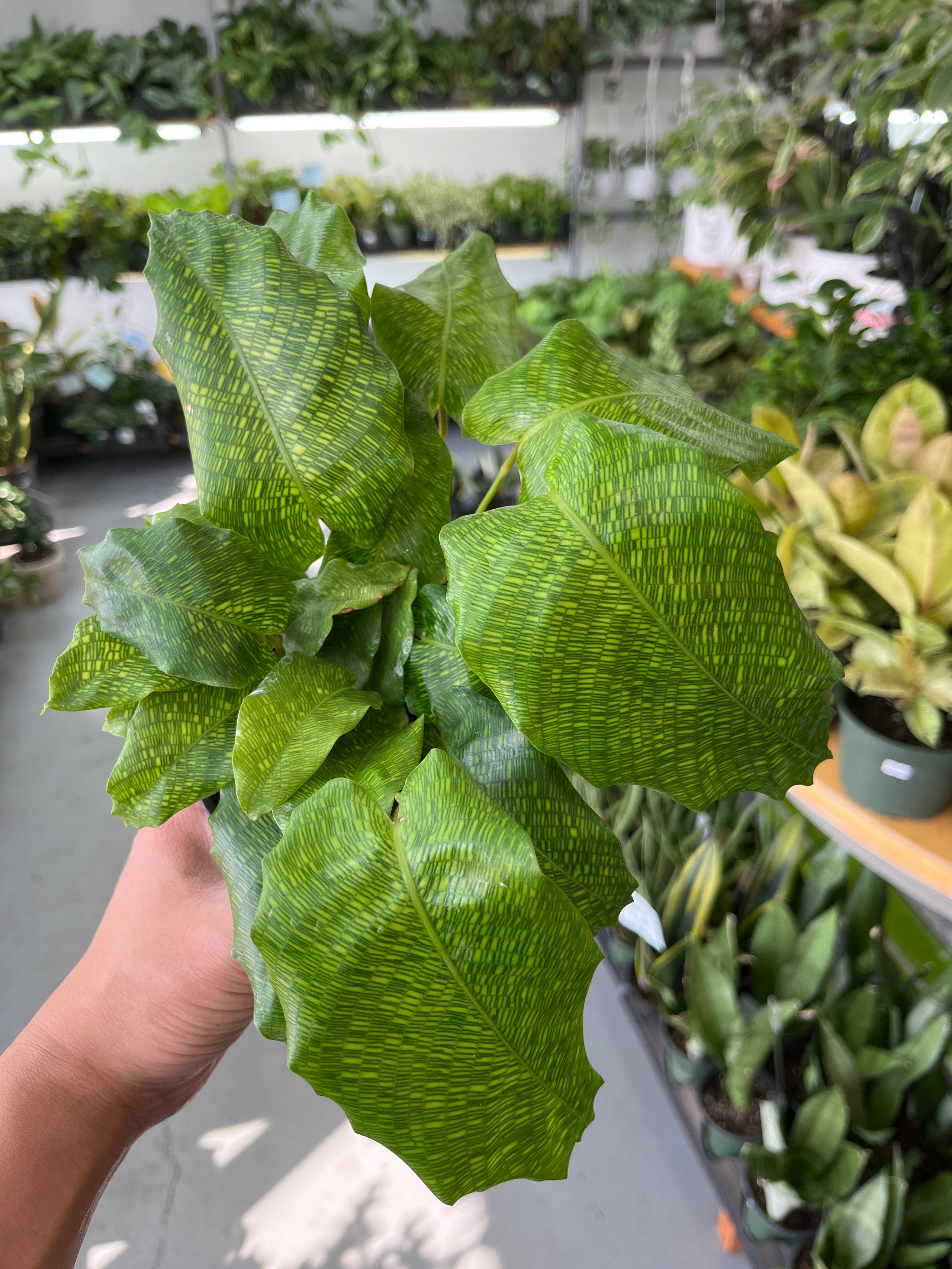 Calathea Musaica (Network Calathea) 4" | Lace and Leaves Studio